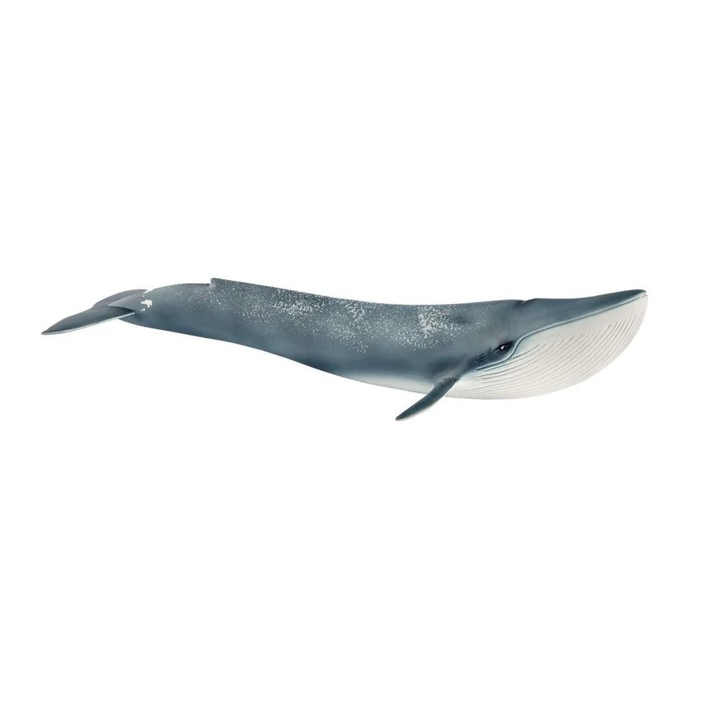 Blauwe walvis – Poppedijn